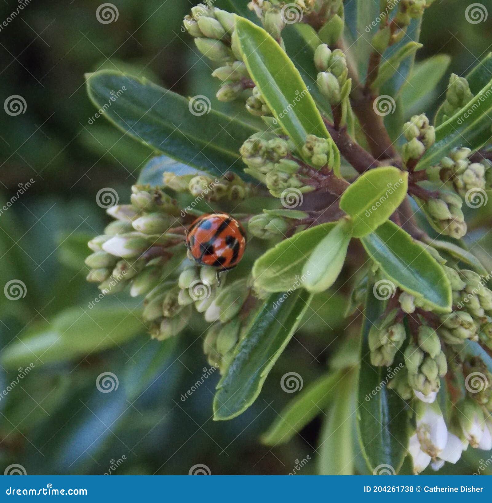 Lady Bug Bottom stock photo. Image of crawling, bottom - 204261738