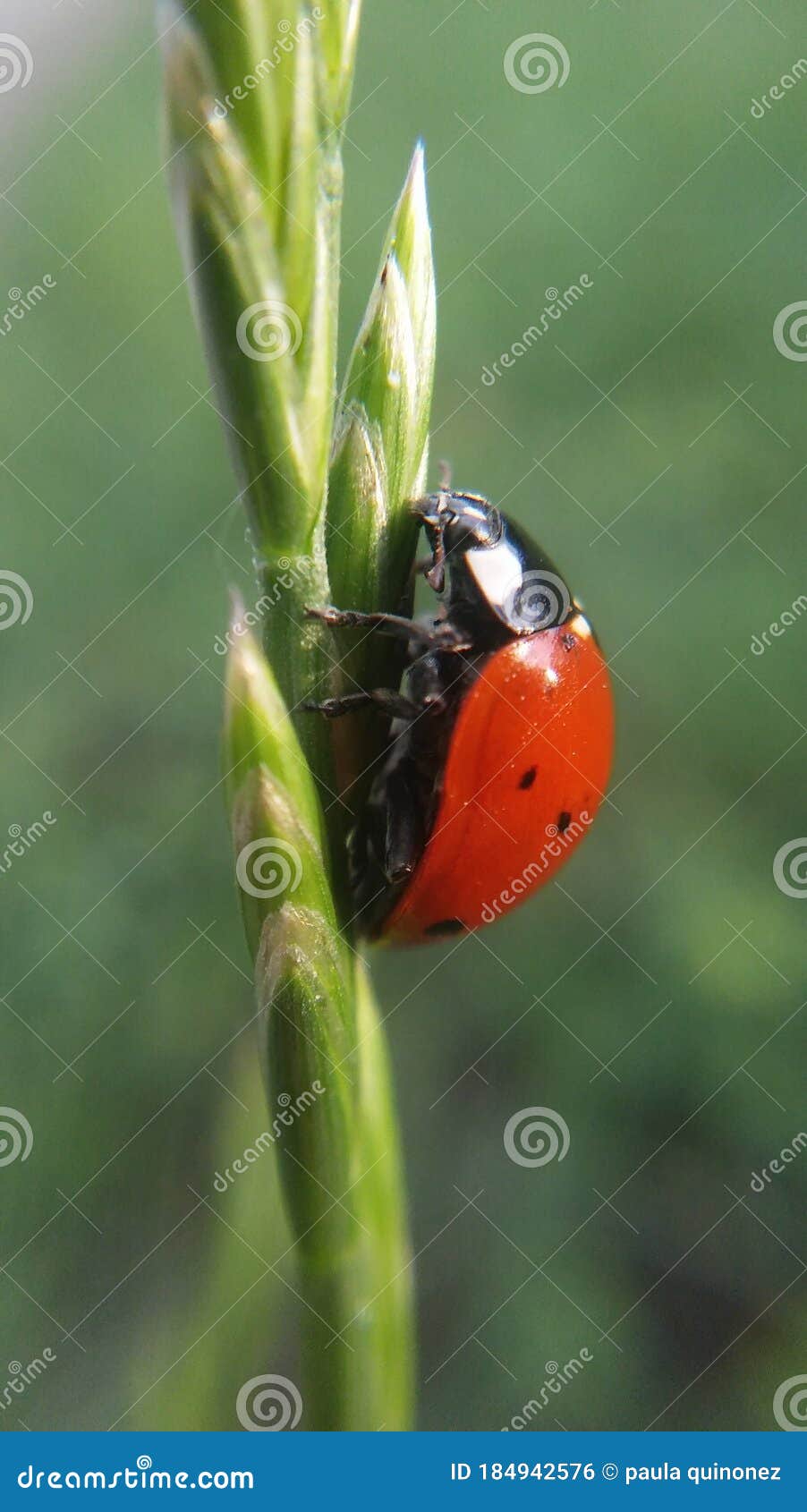 Lady Bug Climbing Climbing a Branch Stock Photo - Image of beetle ...