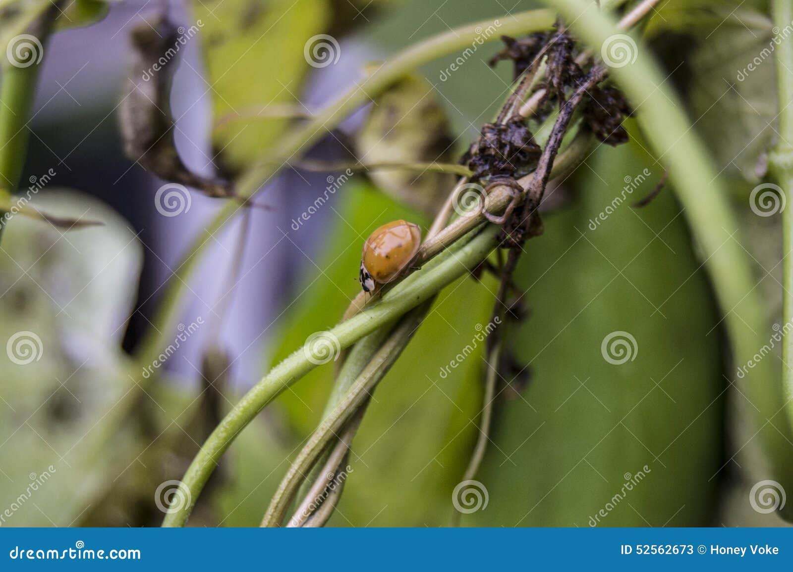 Lady Bug stock image. Image of garden, climbing, outside - 52562673