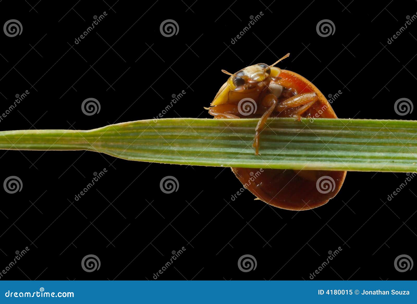 Lady Bug Close up stock image. Image of wishing, beetle - 4180015