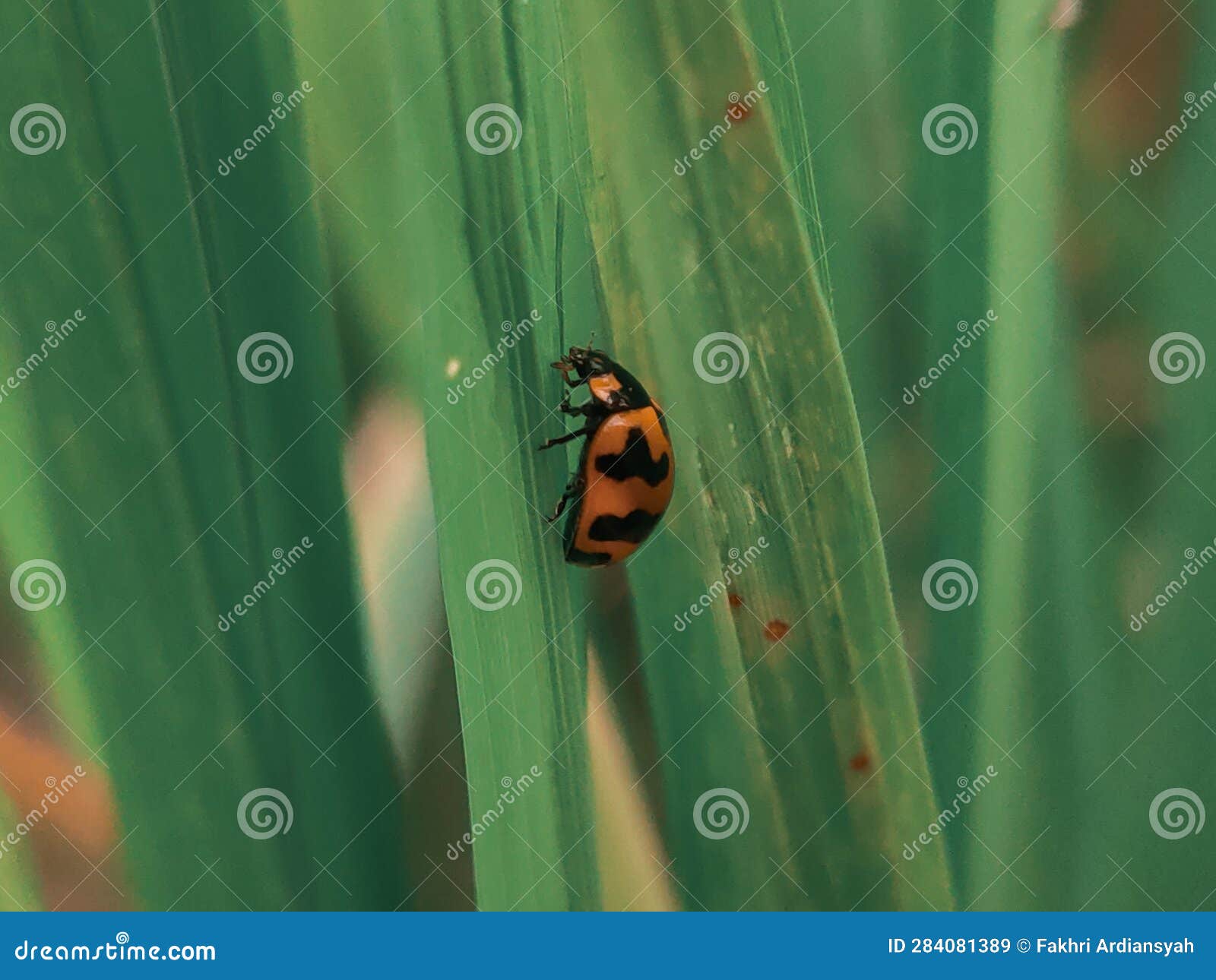 Coccinella Transversalis Or Transverse Lady Beetle Against Green ...