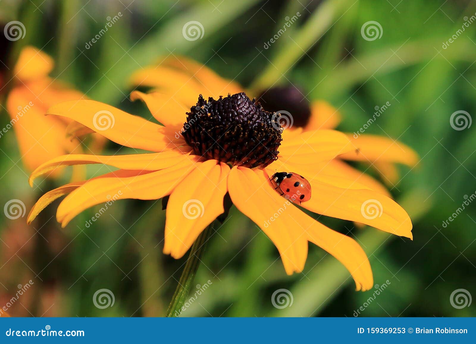 Eyed Ladybug Stock Photos - Free & Royalty-Free Stock Photos from ...