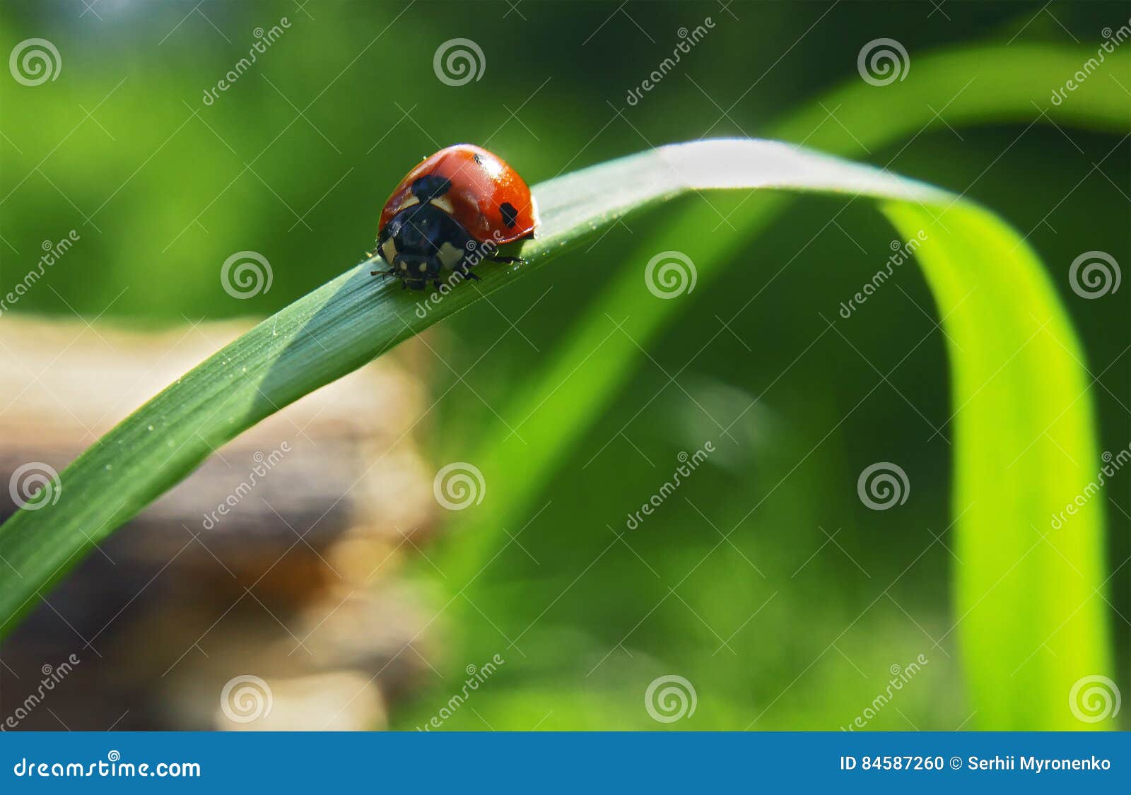 Lady Bug Crawling Down Grass Stock Photos - Free & Royalty-Free Stock ...