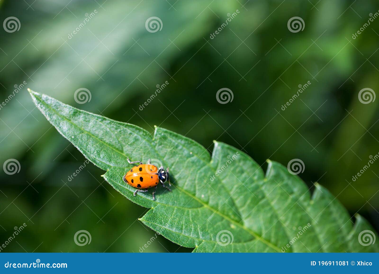 Lady Bug on a Cannabis Leaf Stock Image - Image of hemp, beetle: 196911081