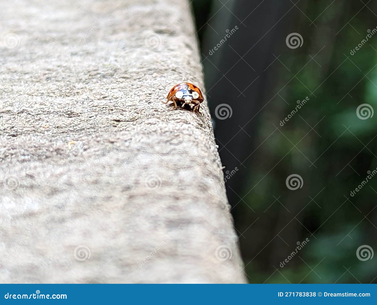 Lady Bug Crawling on Wooden Railing Stock Photo - Image of insect, moth ...