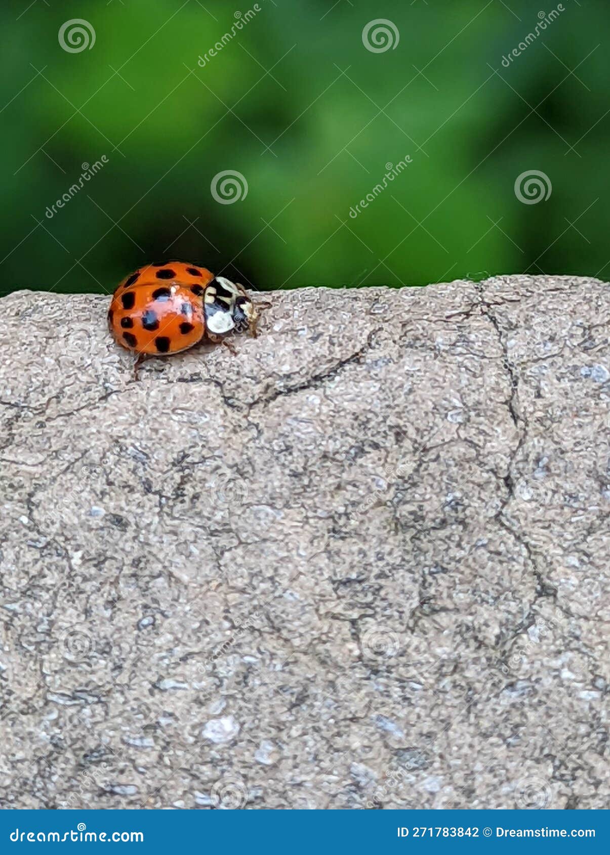 Lady Bug Crawling on Wooden Railing Stock Photo - Image of animal ...
