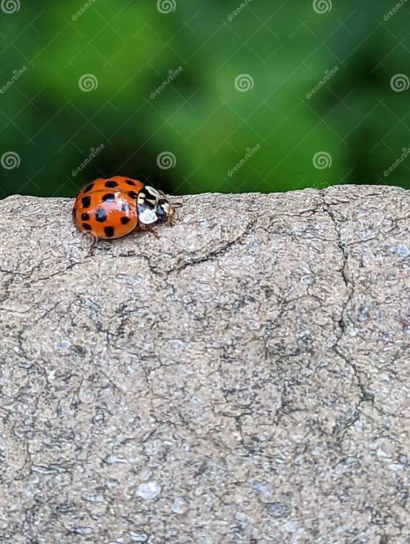 Lady Bug Crawling on Wooden Railing Stock Photo - Image of animal ...