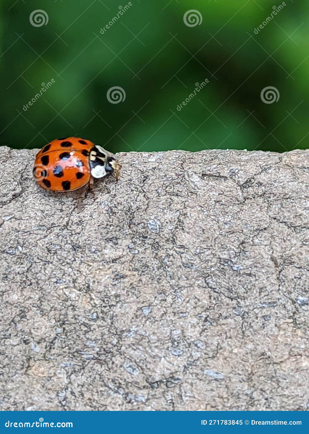 Lady Bug Crawling on Wooden Railing Stock Image - Image of insect ...