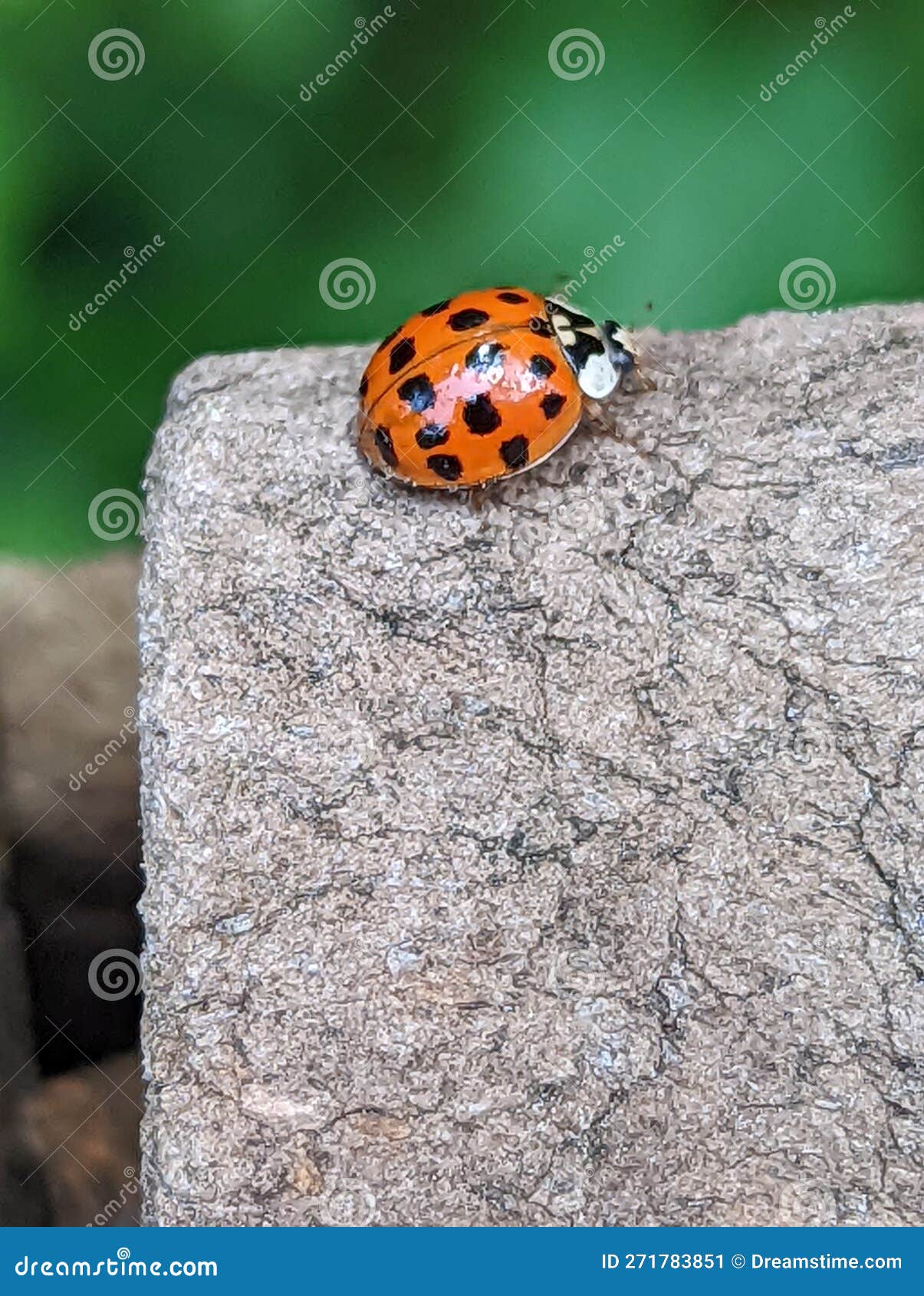 Lady Bug Crawling on Wooden Railing Stock Image - Image of leaf, insect ...