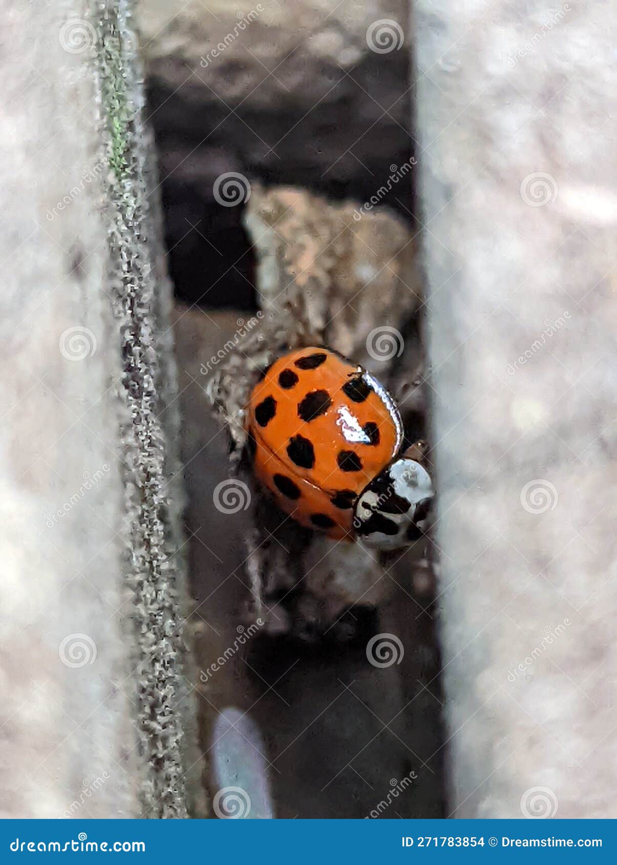 Lady Bug Crawling on Wooden Railing Stock Photo - Image of invertebrate ...