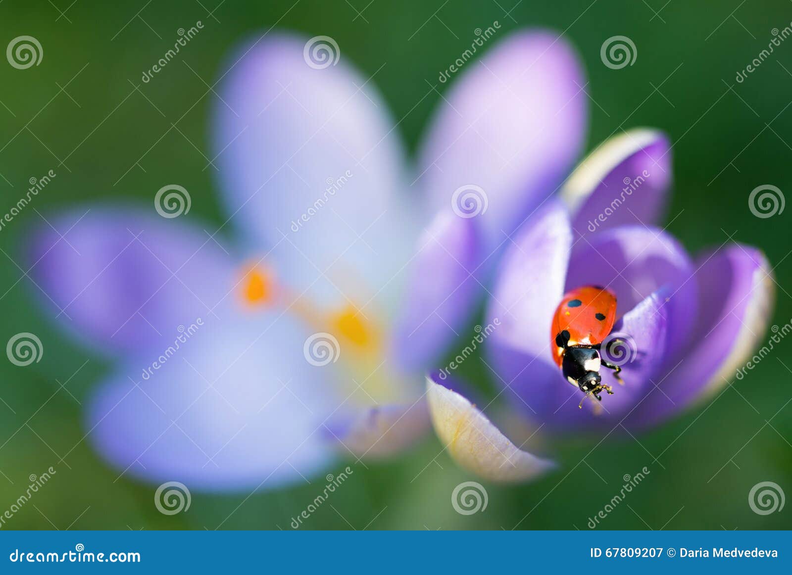 Lady bug on Crocus flower stock image. Image of natural - 67809207