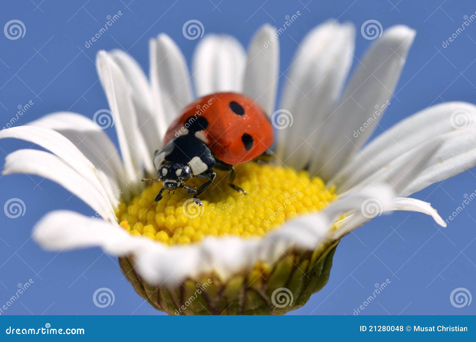 Lady bug on daisy stock photo. Image of detail, insect - 21280048