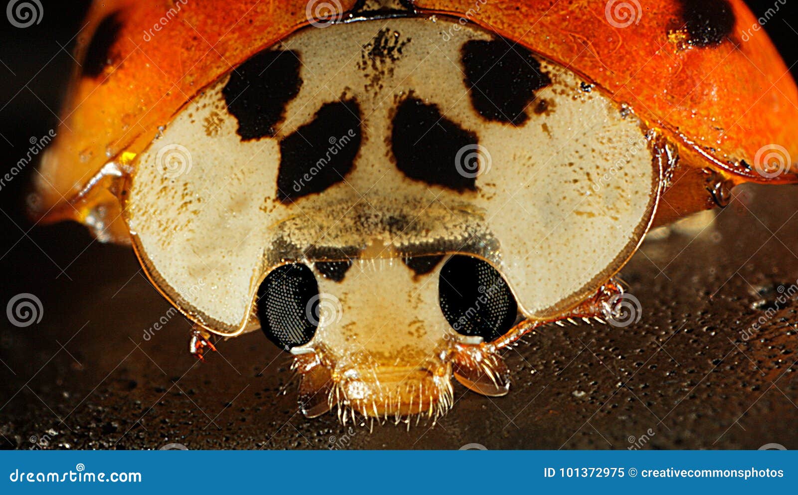 Lady Bug Face Picture. Image: 101372975