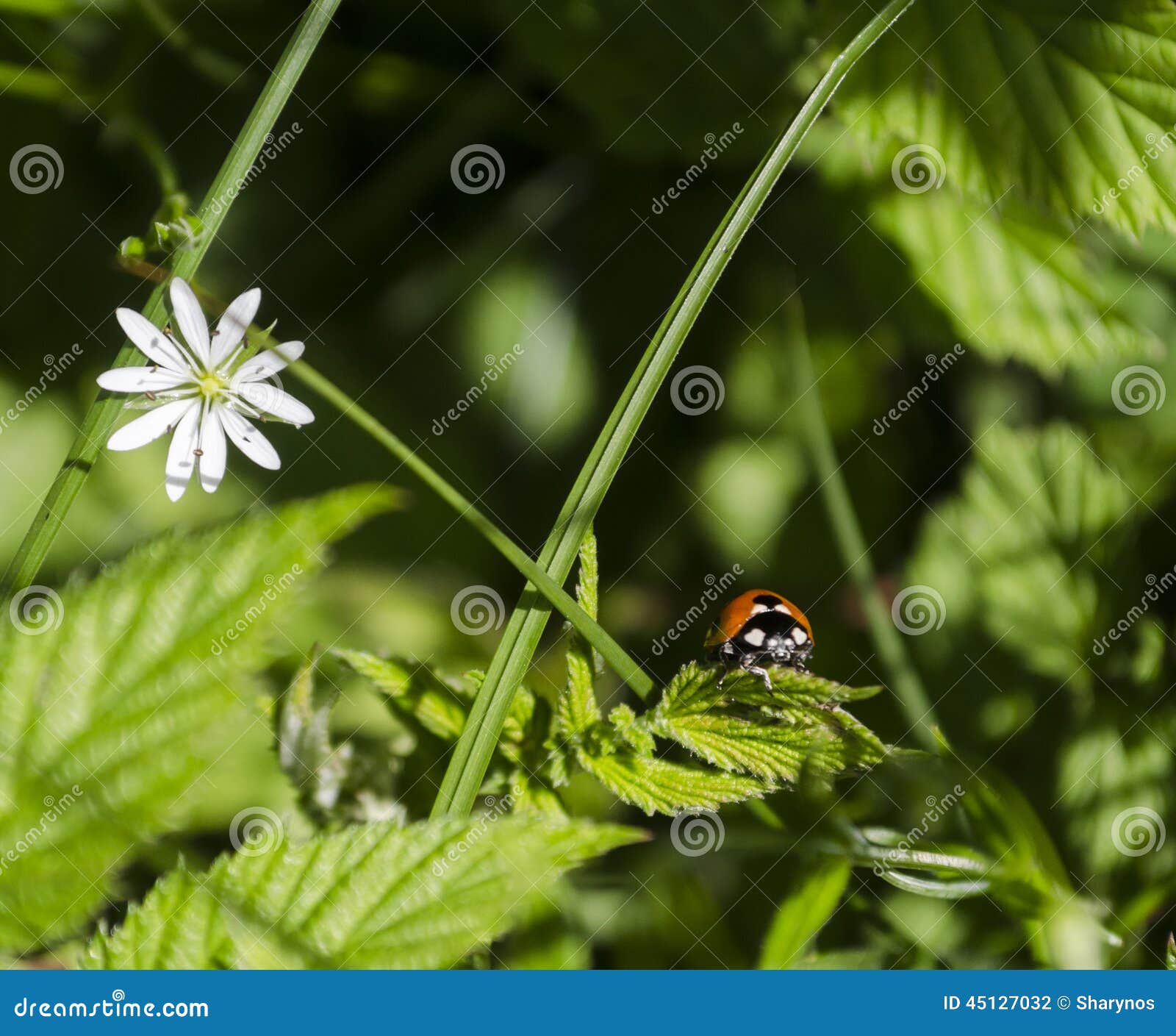 Lady bug and flower stock photo. Image of natural, daisy - 45127032