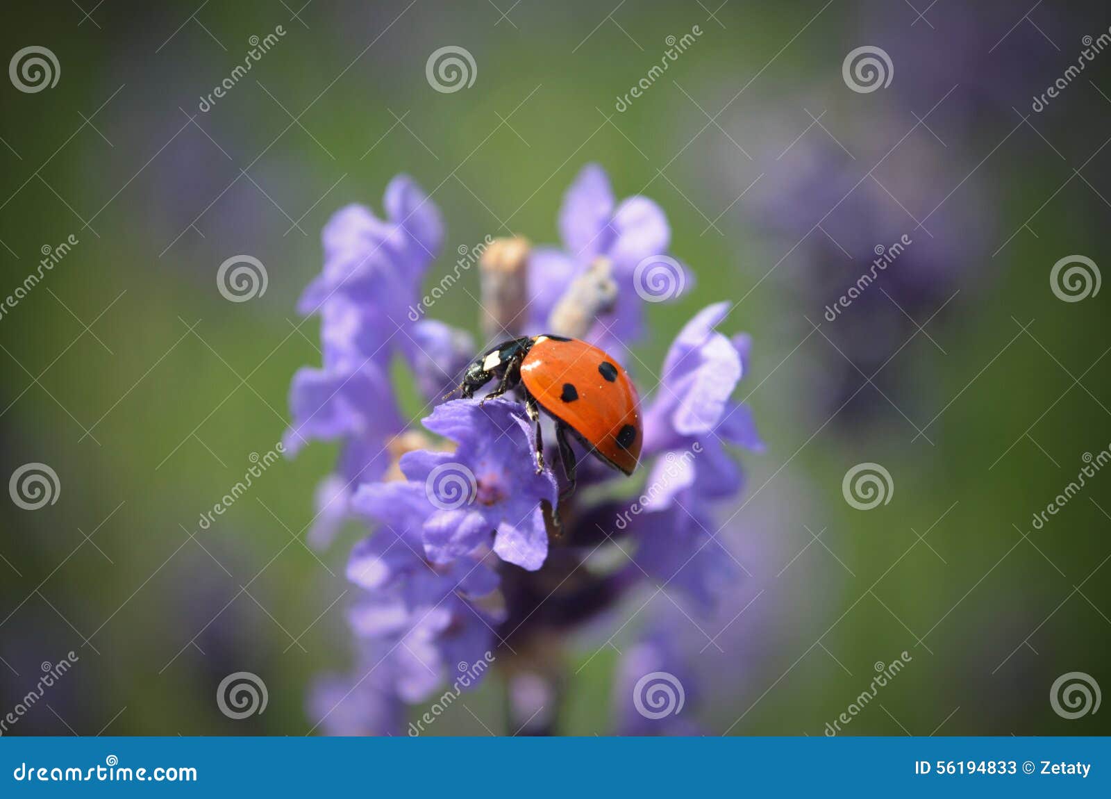 Lady bug on flower stock image. Image of effloresce, beautiful - 56194833