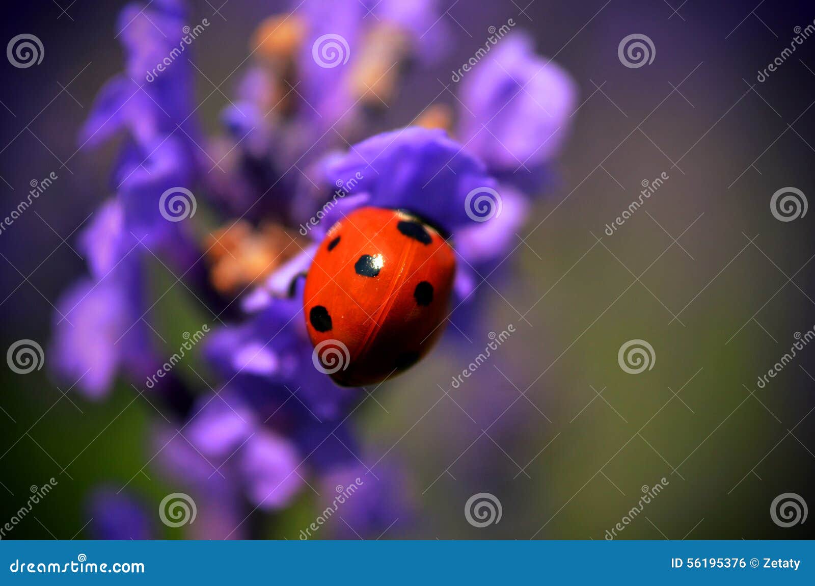 Lady bug on flower stock photo. Image of catarium, closeup - 56195376