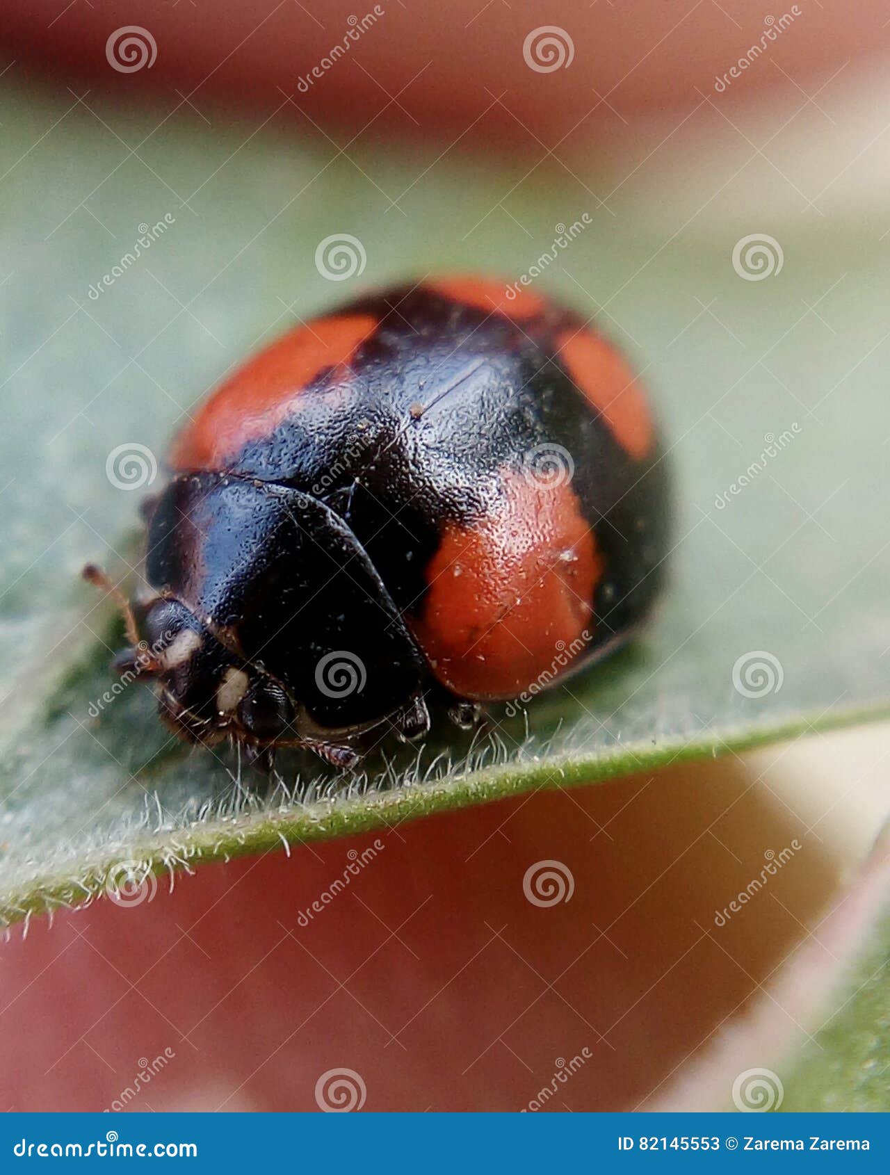 Lady bug stock image. Image of flying, lady, black, insect - 82145553
