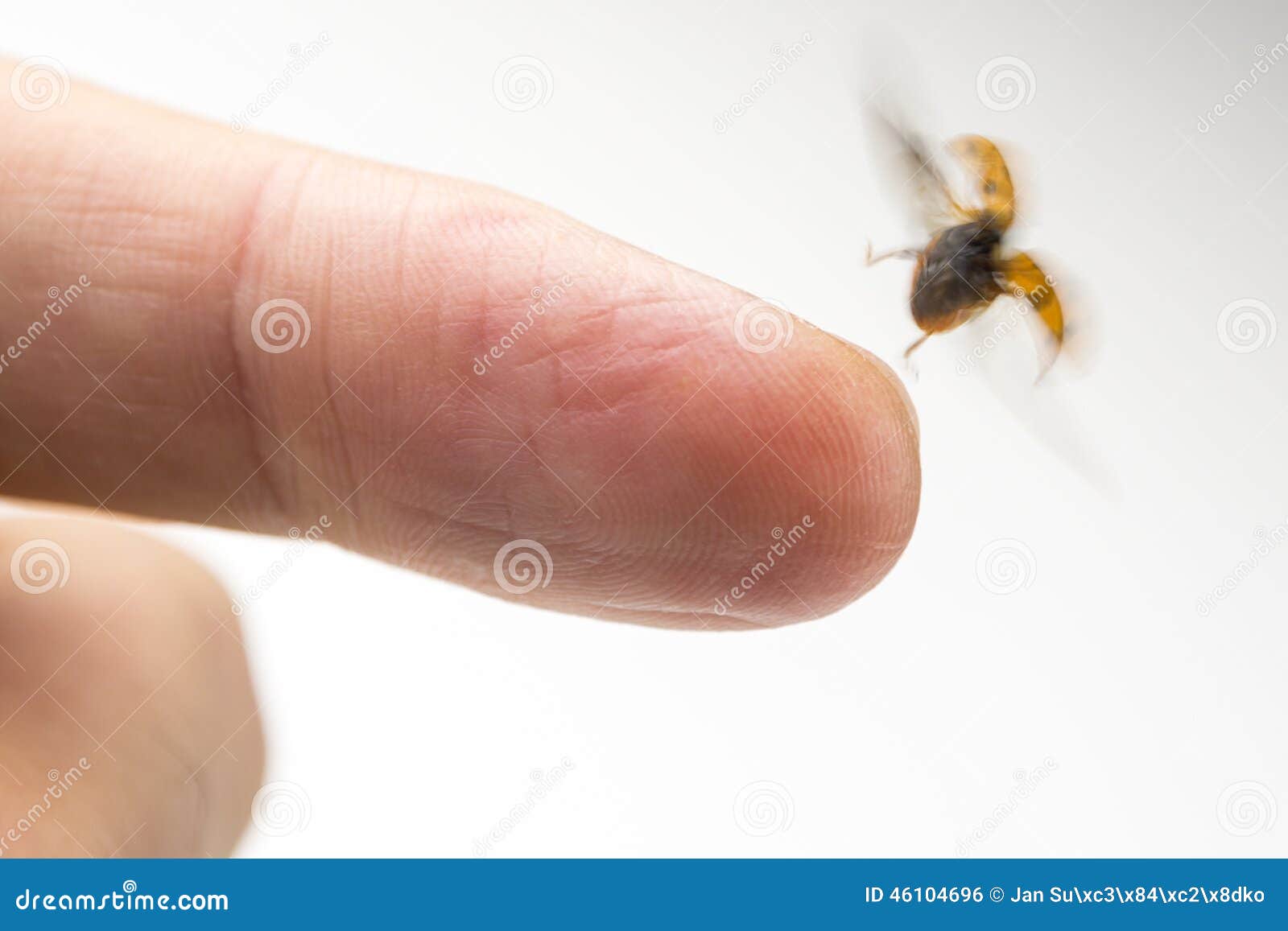 Lady Bug Flying Up from a Finger Stock Photo - Image of landing ...