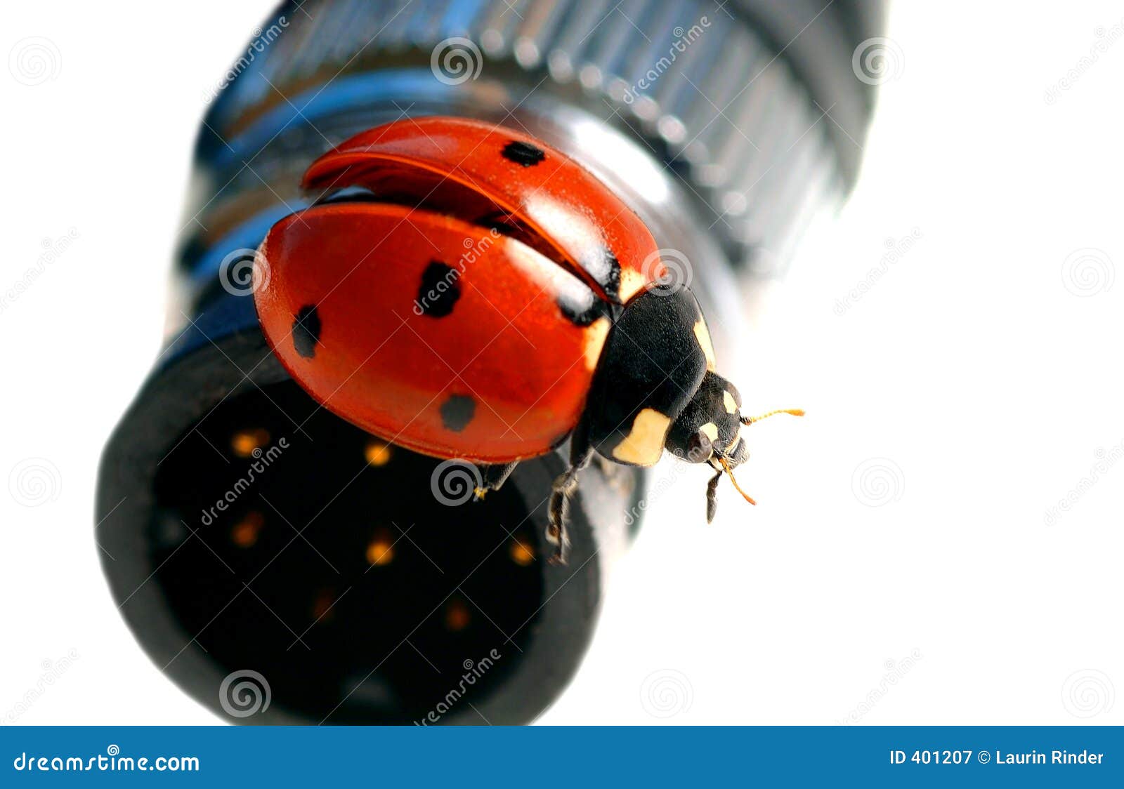 Lady Bug Gets cable stock image. Image of beetle, silver - 401207 Lady Bug Gets cable stock image. Image of beetle, silver - 401207