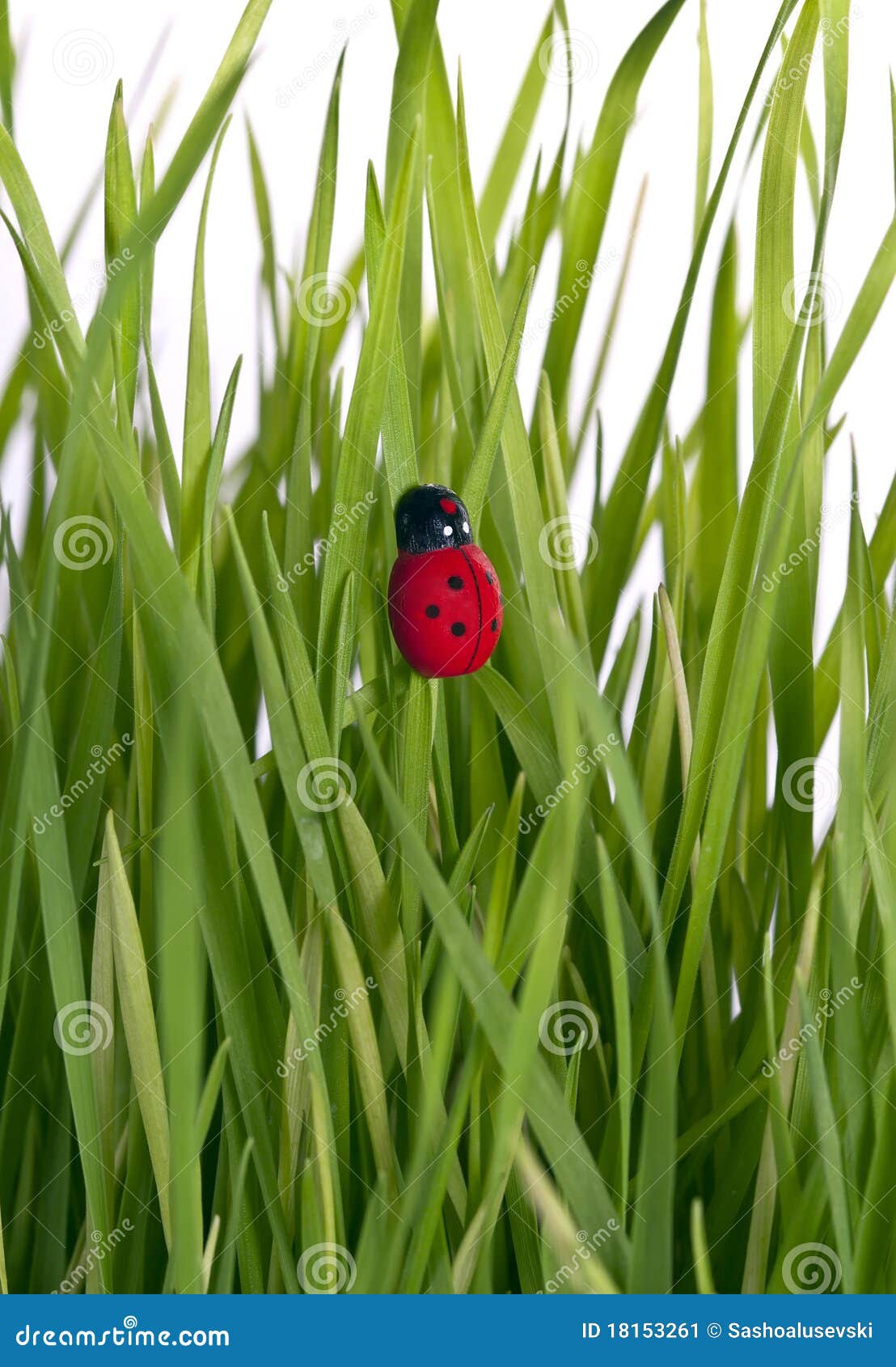 Lady bug on a grass leaf stock image. Image of ladybug - 18153261