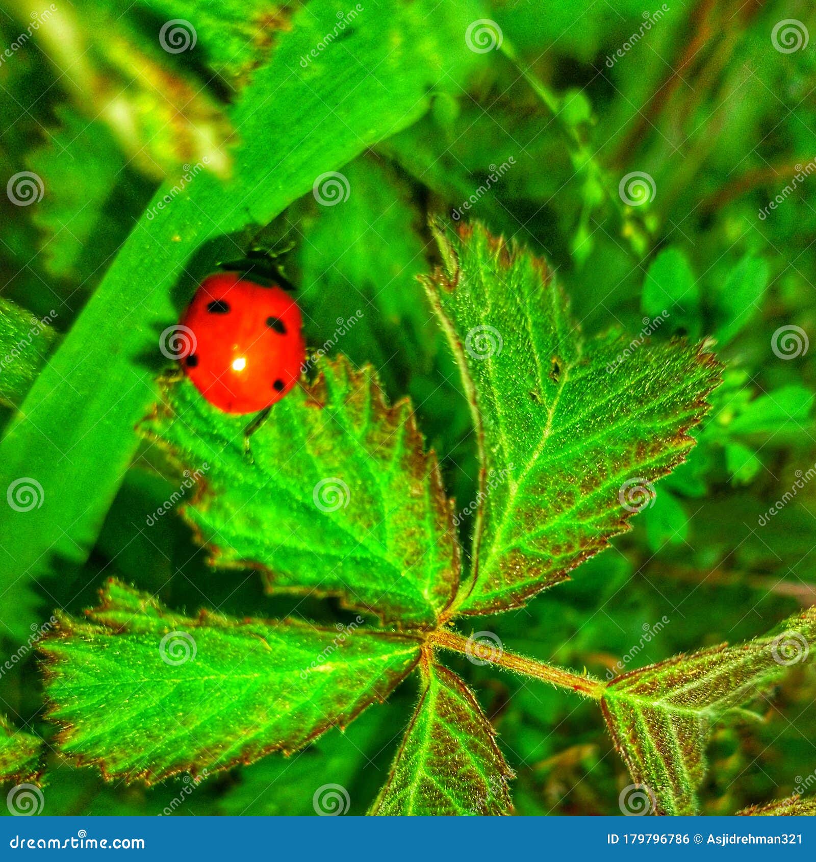 Lady bug on the grass leaf stock photo. Image of green - 179796786