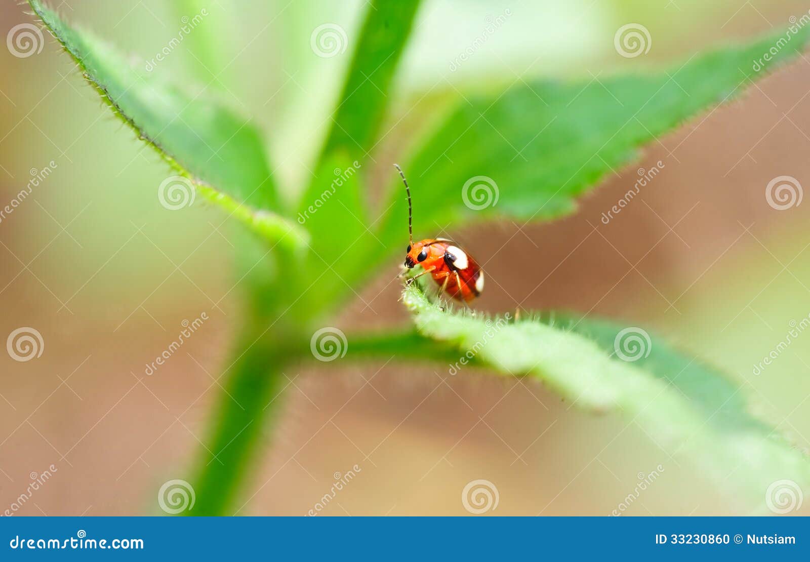 Lady bug in the grass stock photo. Image of summer, grain - 33230860