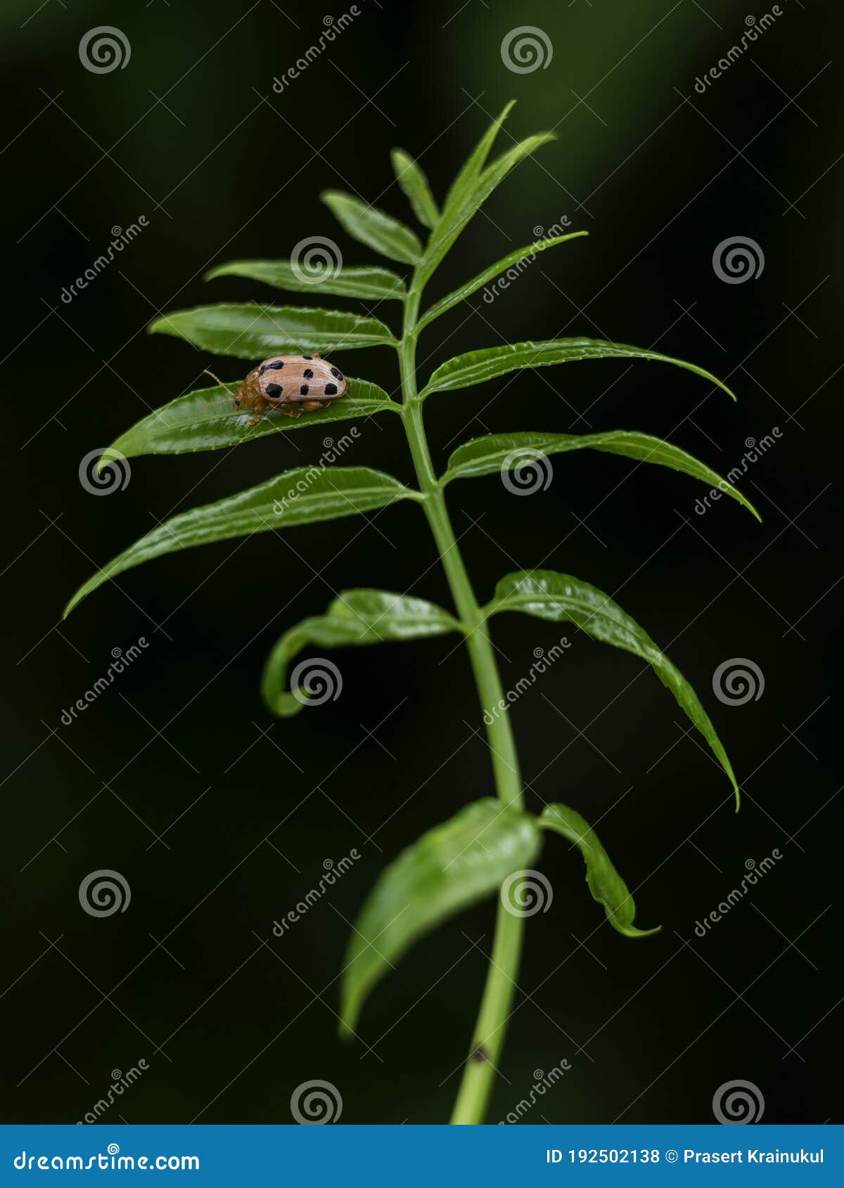 Lady bug on green leave stock photo. Image of lady, bright - 192502138