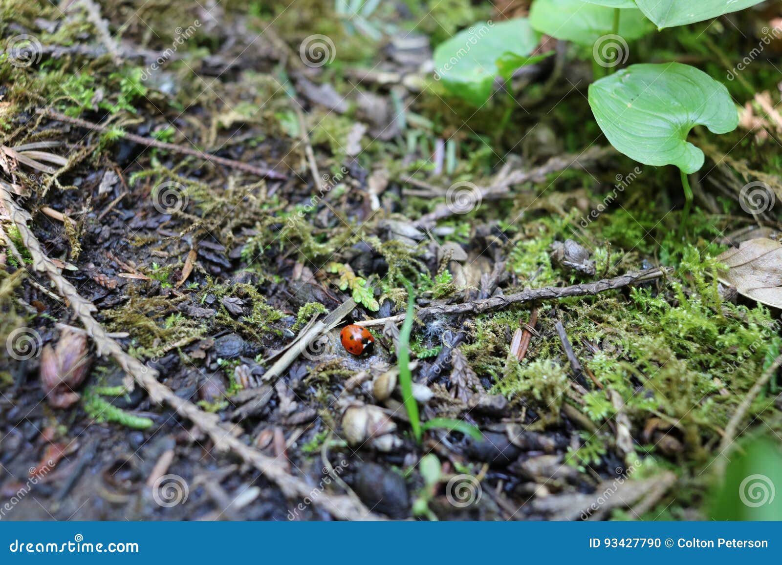 Lady bug on the ground stock photo. Image of leaf, forest - 93427790