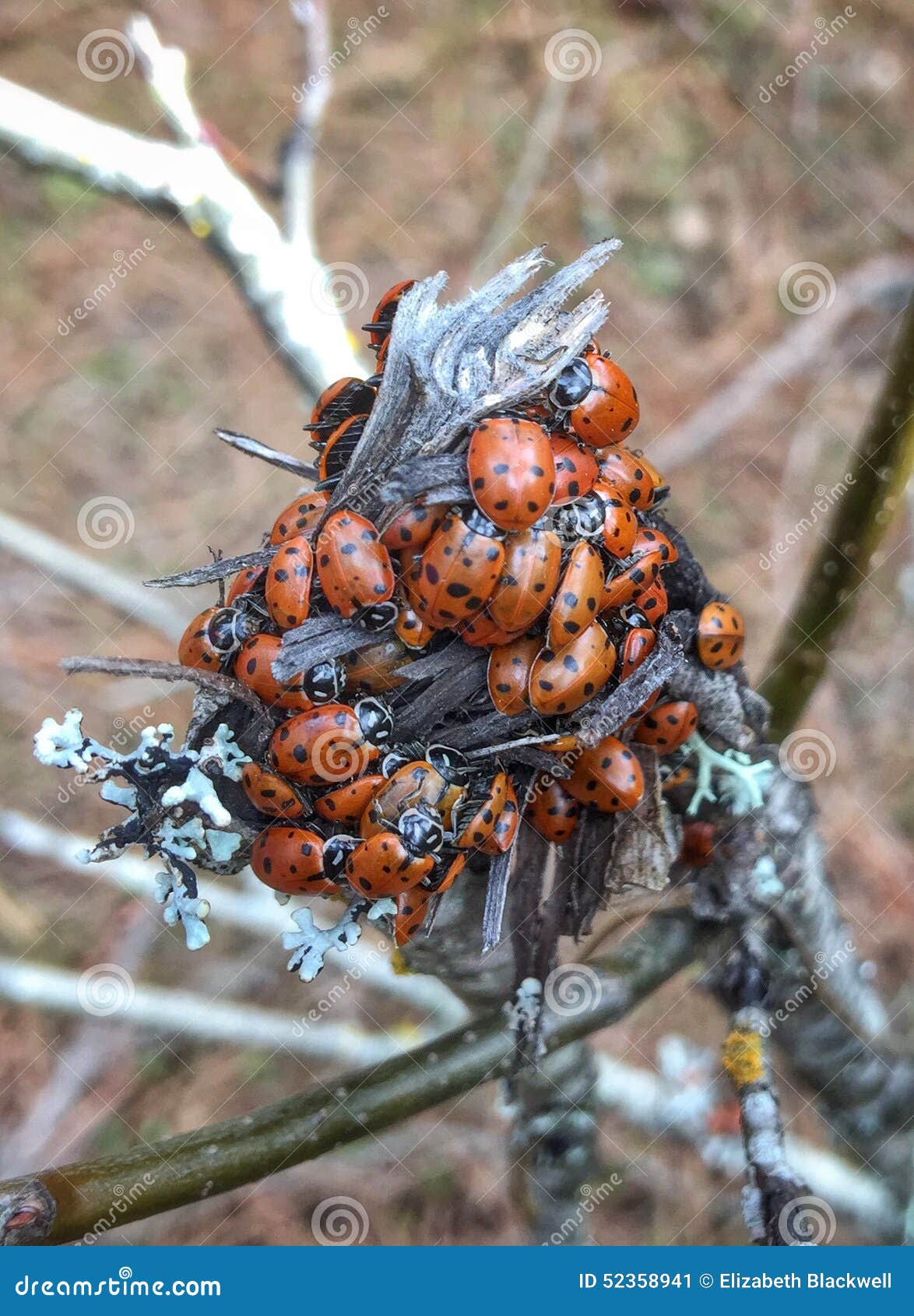 Lady Bug Heaven stock image. Image of full, heaven, lady - 52358941