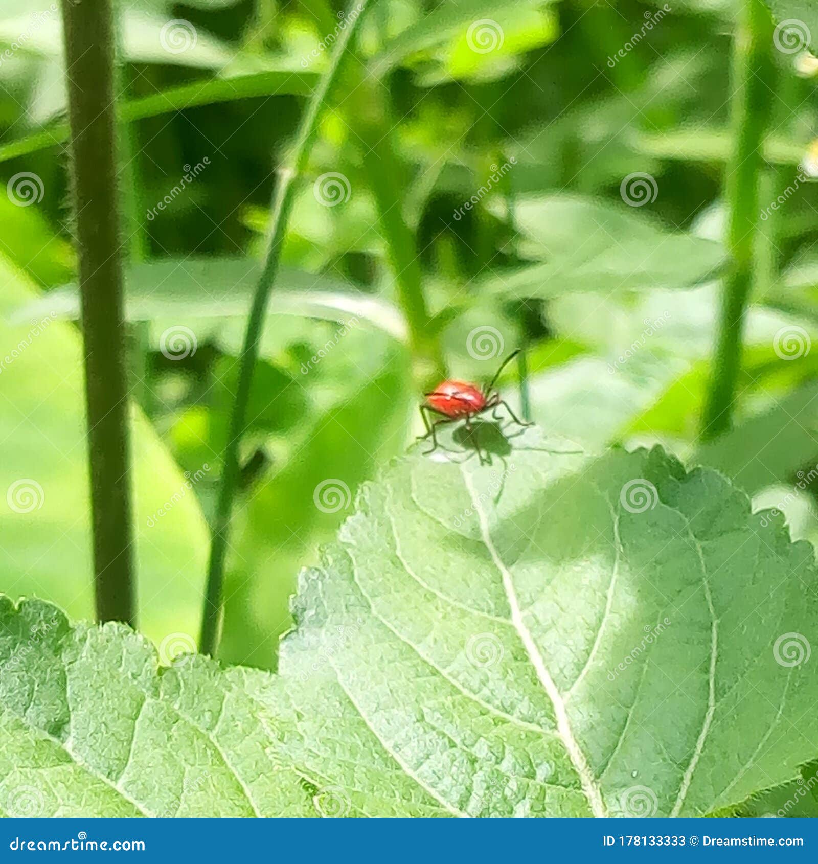 Lady bug insect stock image. Image of lady, insect, view - 178133333