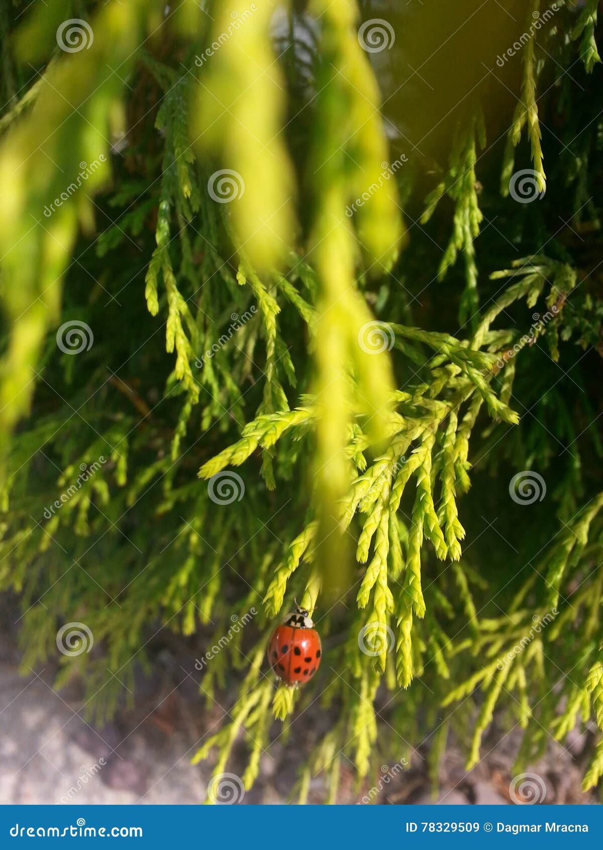 Lady bug stock image. Image of tree, branch, ladybug - 78329509