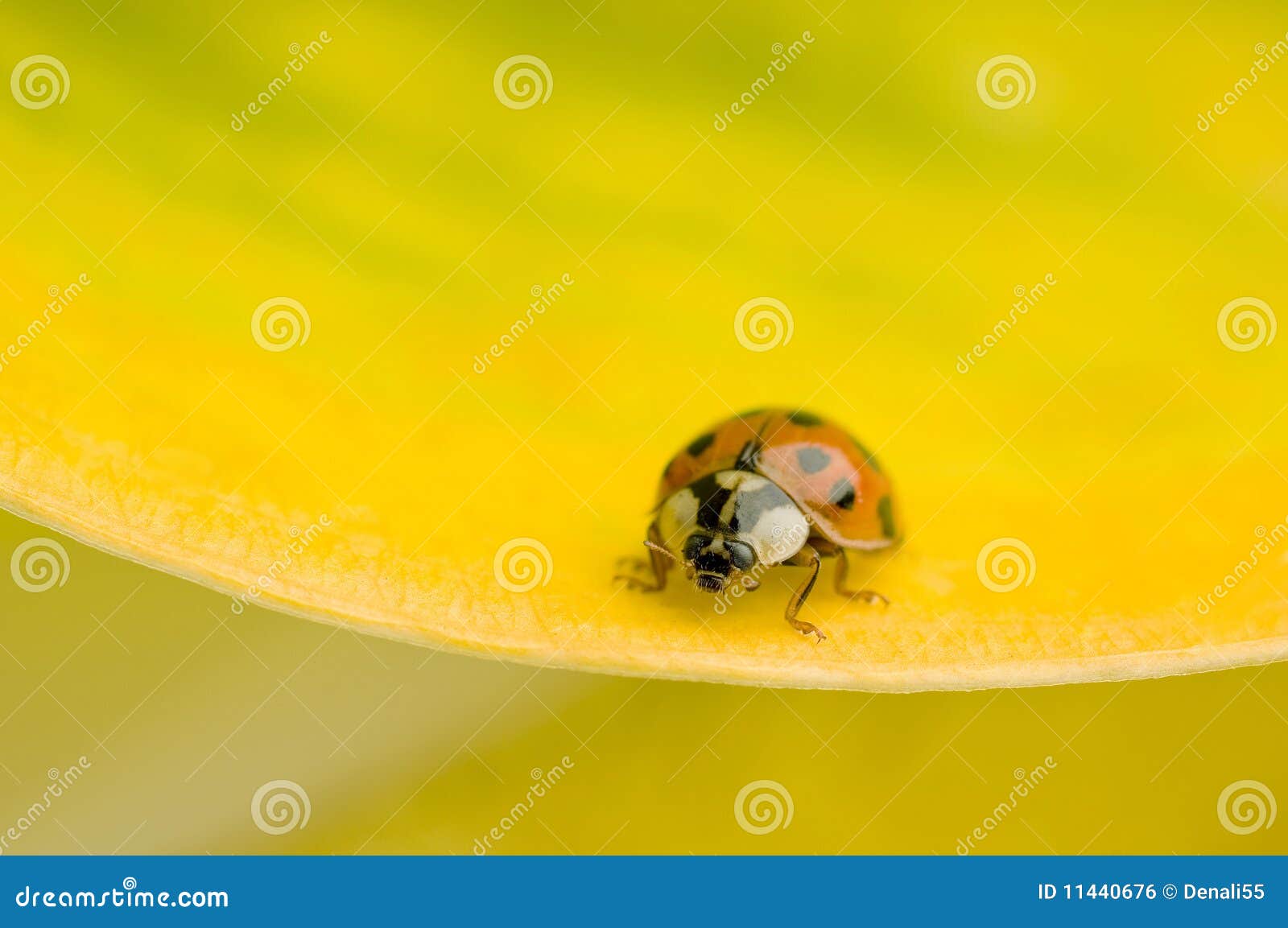 Lady bug on leaf stock photo. Image of small, macro, insect - 11440676