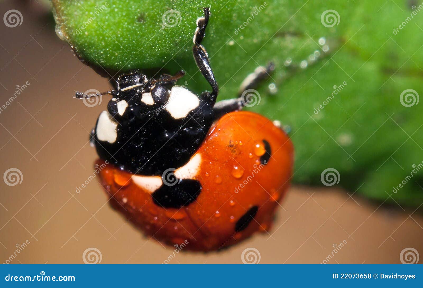 Lady bug on a leaf stock photo. Image of waterdrop, leaf - 22073658