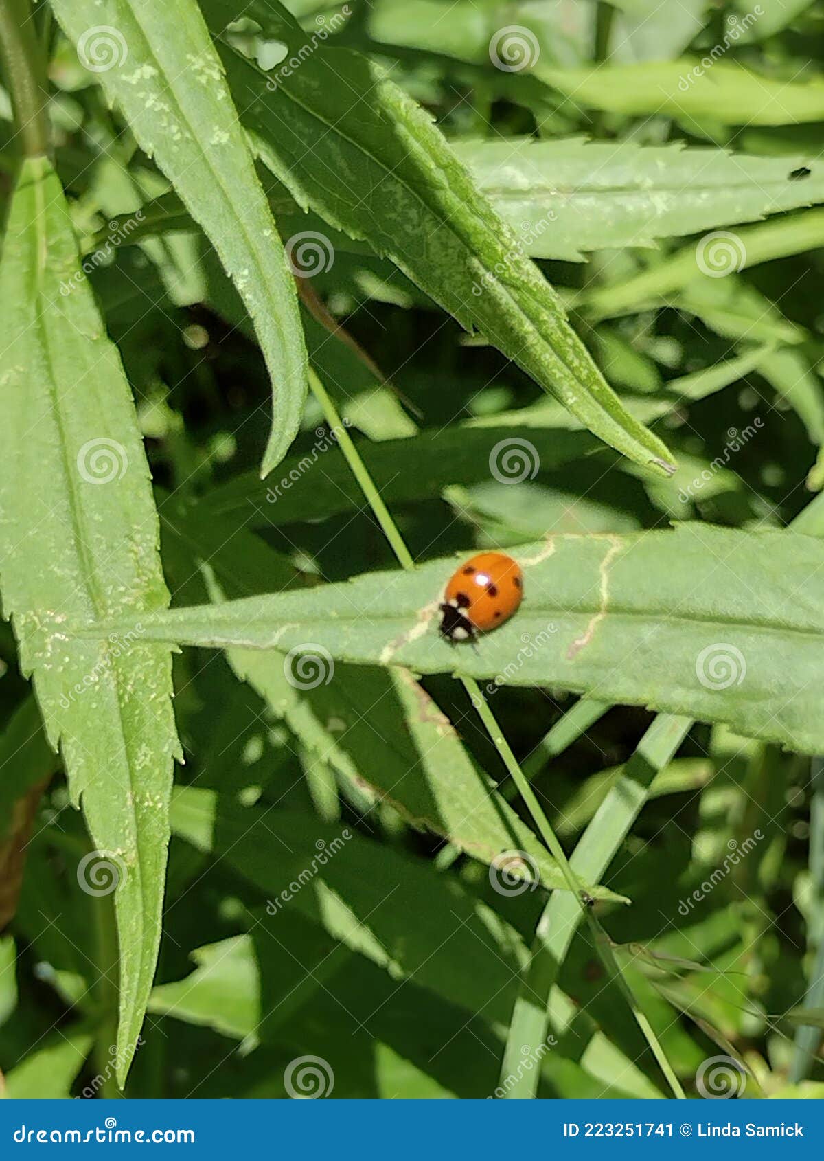 Lady Bug Leaf stock image. Image of flower, plant, animal - 223251741