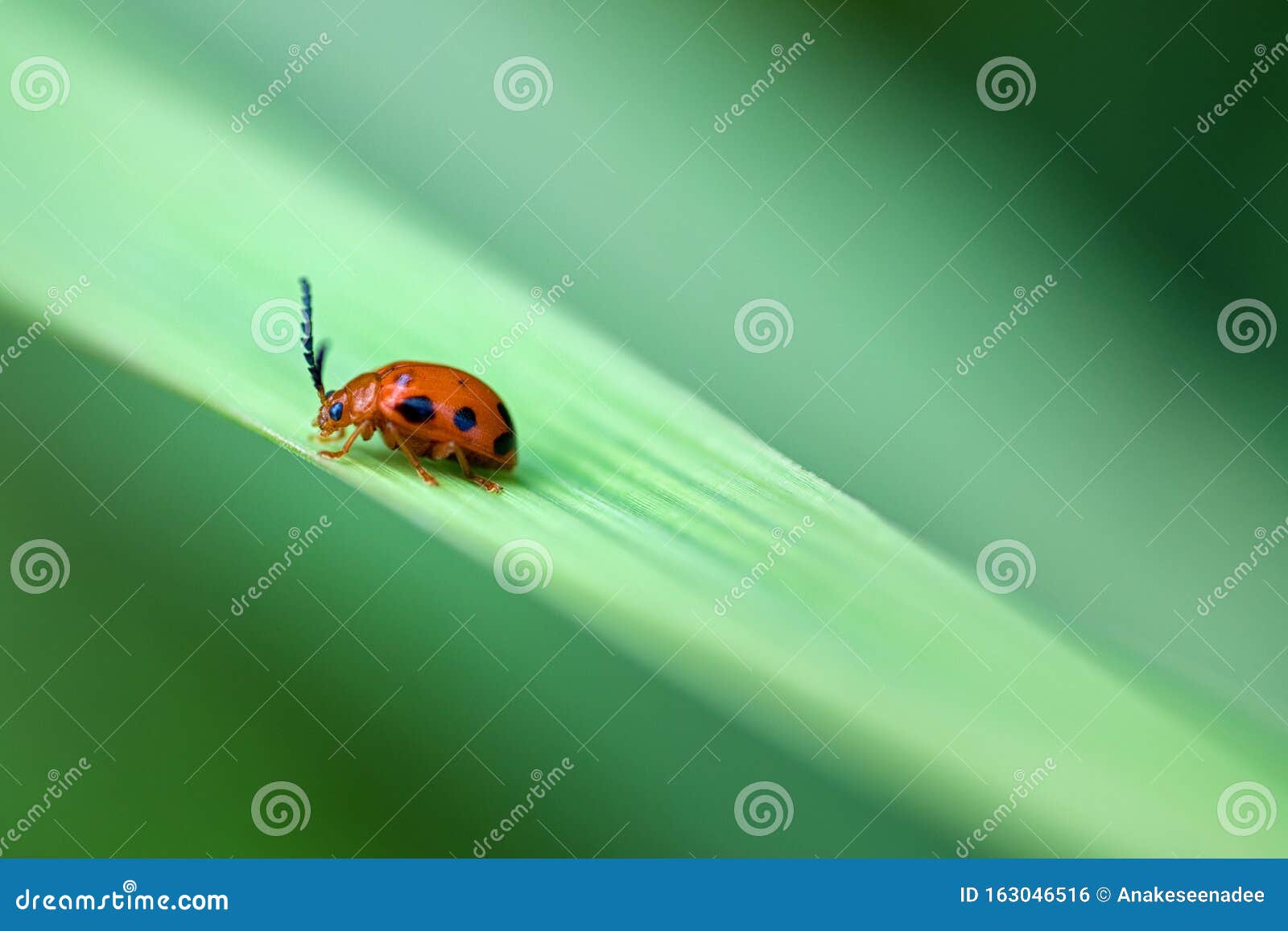Lady bug on leaf stock photo. Image of blade, environment - 163046516