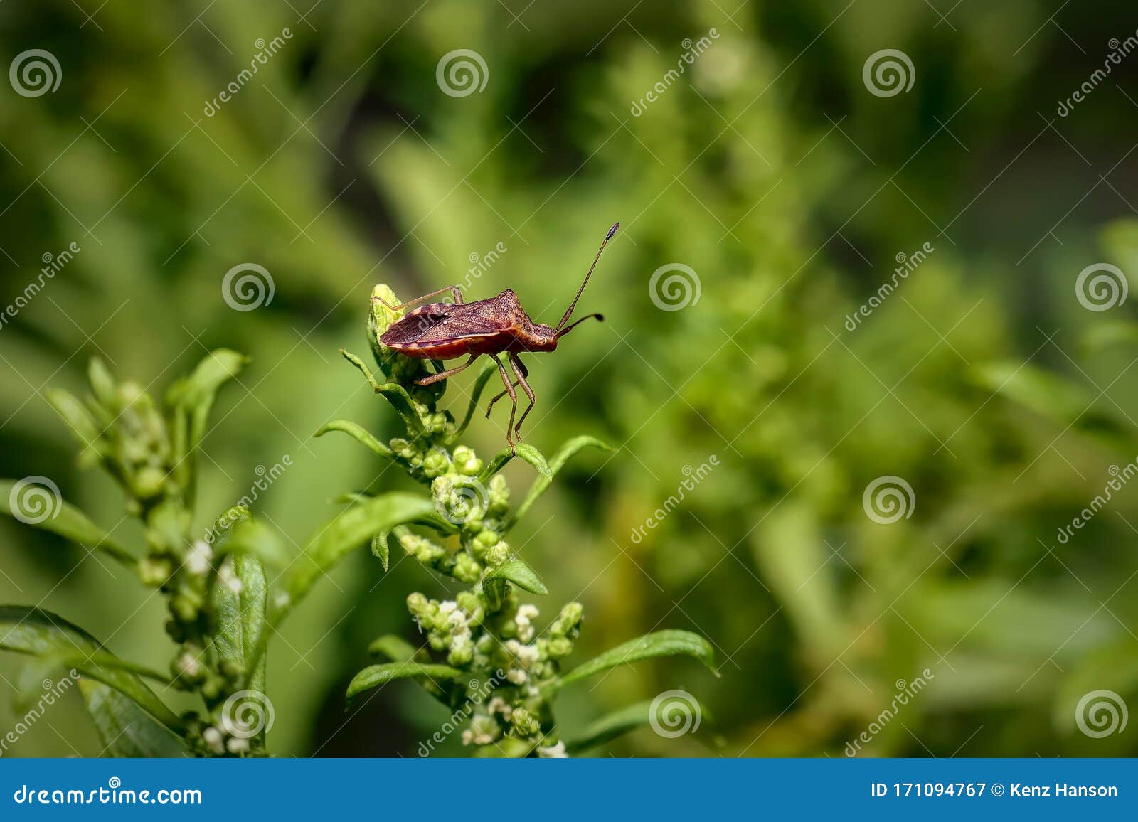 Lady Bug on a Leaf. Green Leaf-eating Insects Stock Image - Image of ...