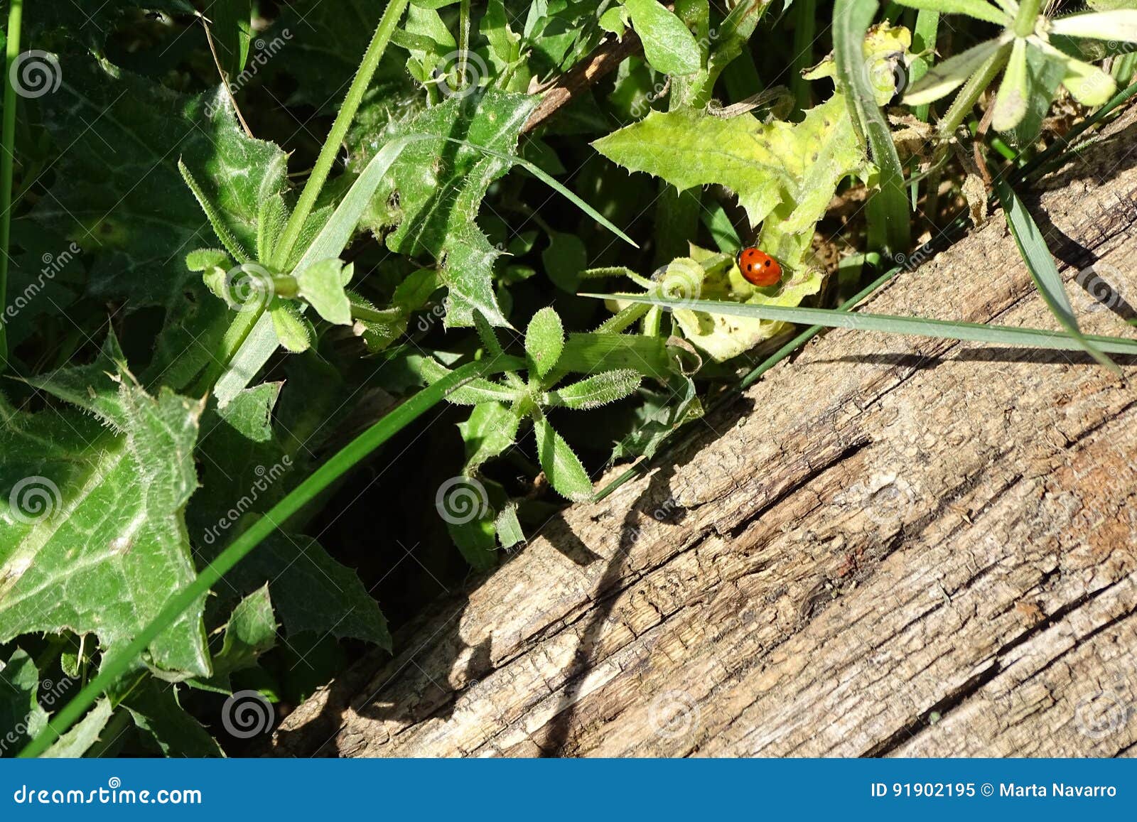 Lady Bug in a Leaf on Spring Stock Image - Image of plant, trunk: 91902195