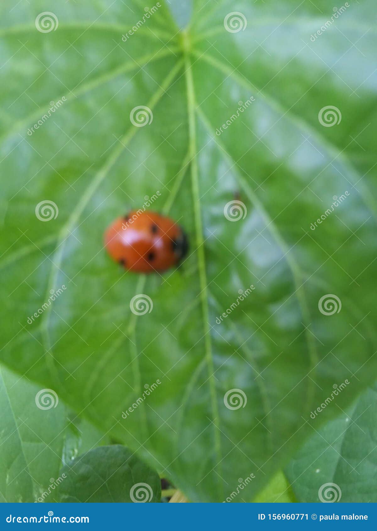 Lady bug love stock image. Image of gardem, lady, love - 156960771