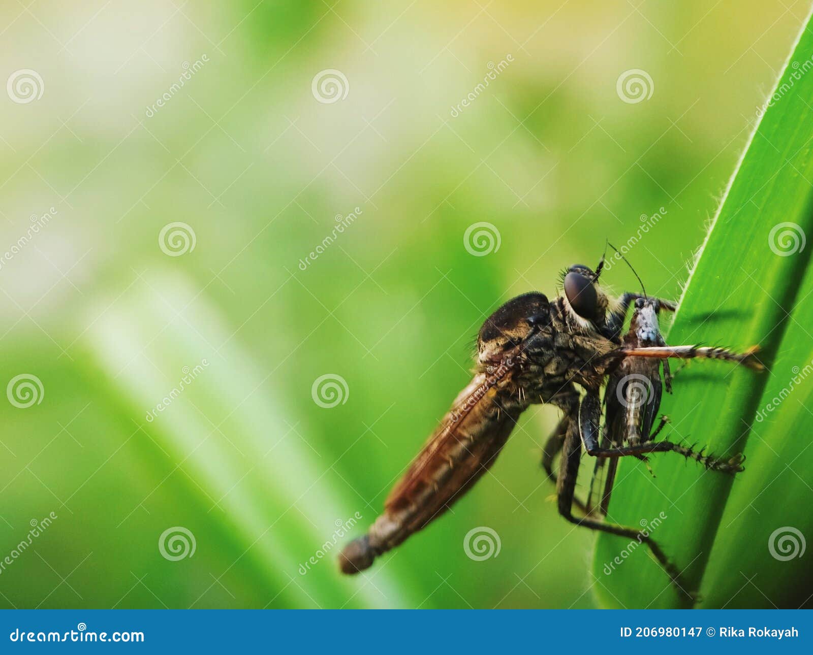 Lady bug lunch stock image. Image of pest, flower, nature - 206980147