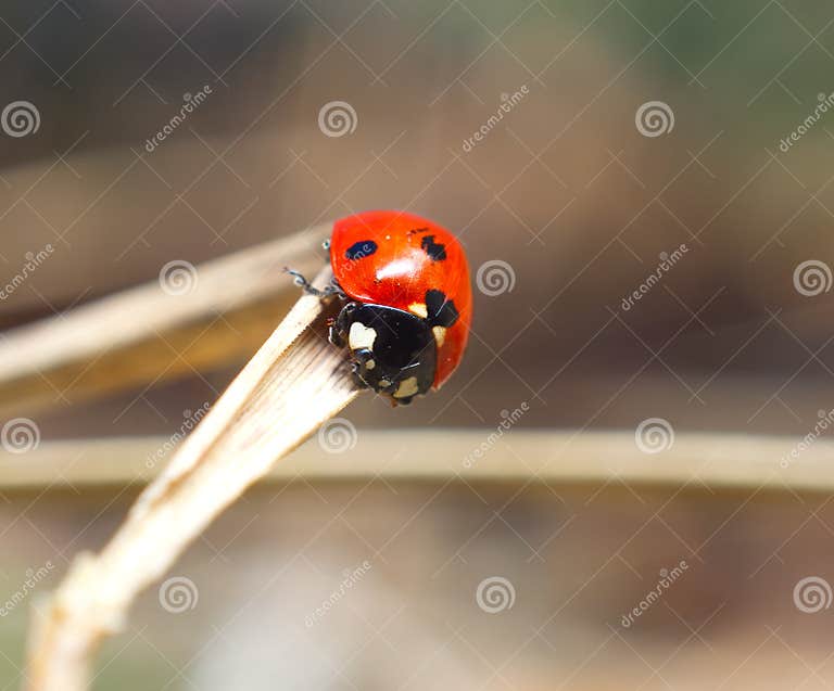 Lady bug. Macro closeup stock image. Image of beetle - 32894371