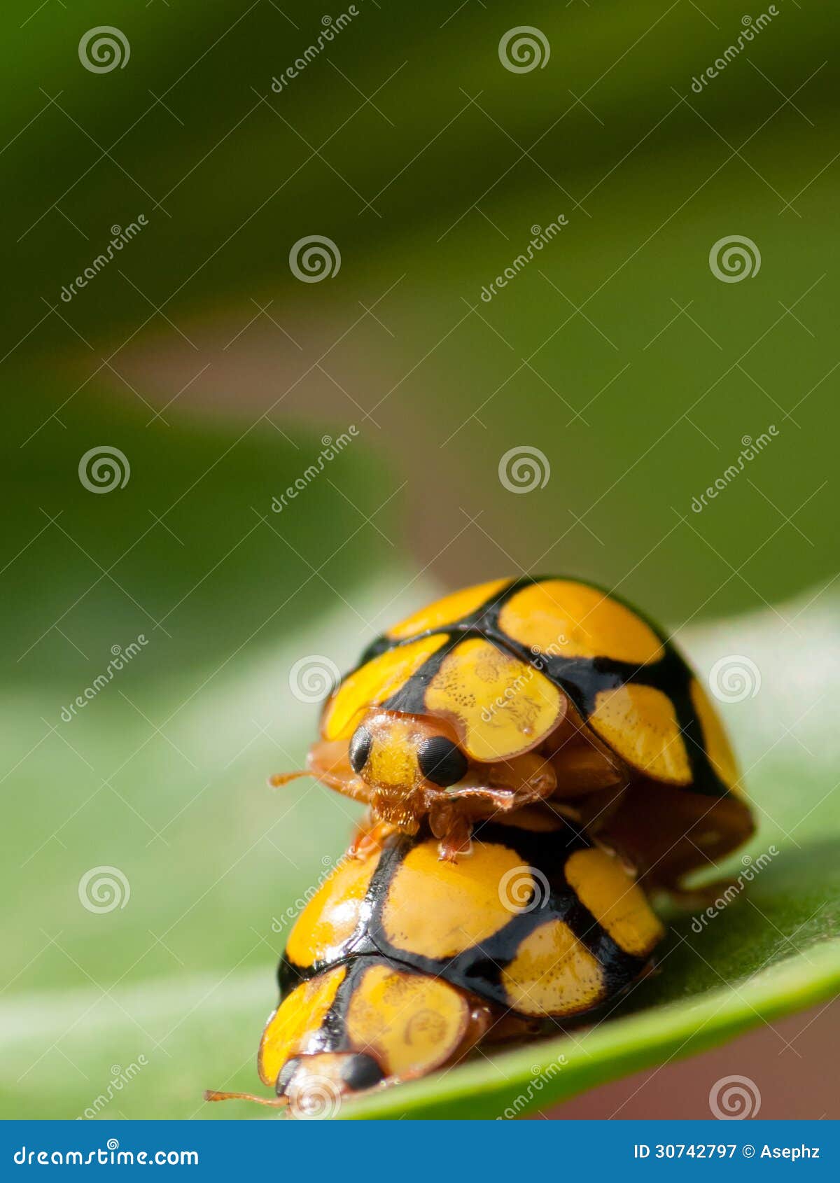 Lady bug Mating stock image. Image of insect, harmonia - 30742797