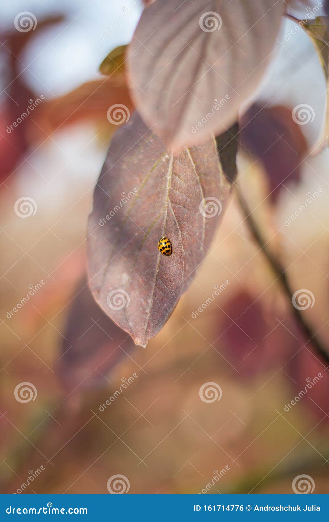 Lady-bug and Nature. Autumn Stock Photo - Image of nature, tree: 161714776