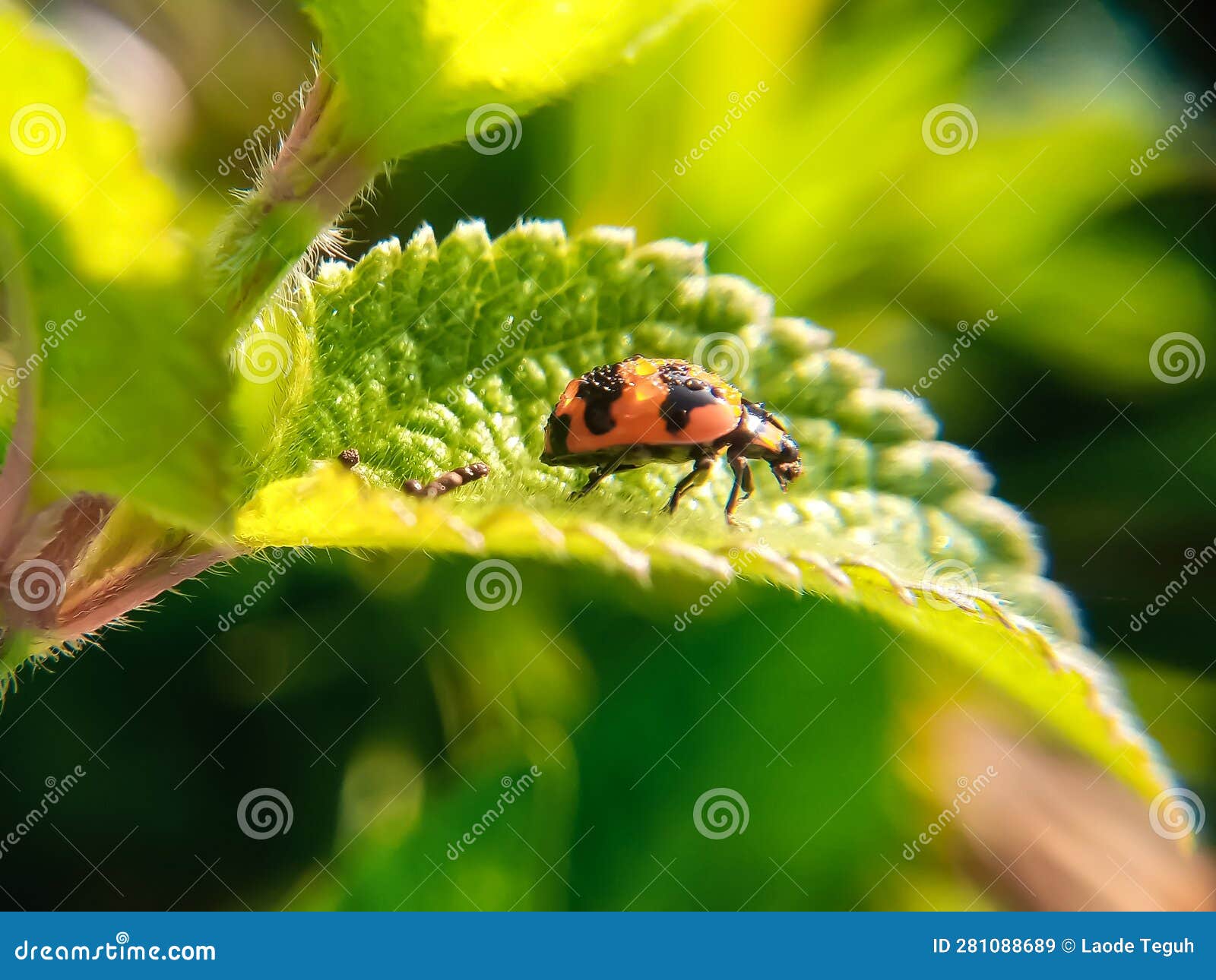 Lady Bug is Perched on a Wide Leaf Stock Image - Image of wildlife ...