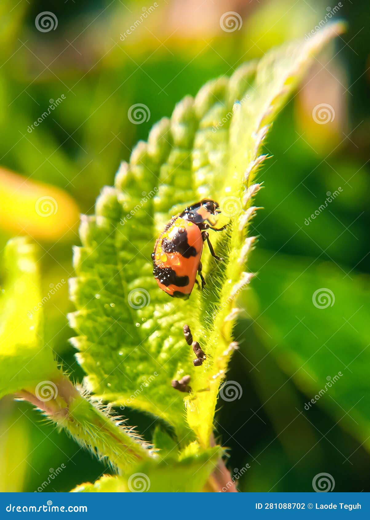 Lady Bug is Perched on a Wide Leaf Stock Photo - Image of beetle ...