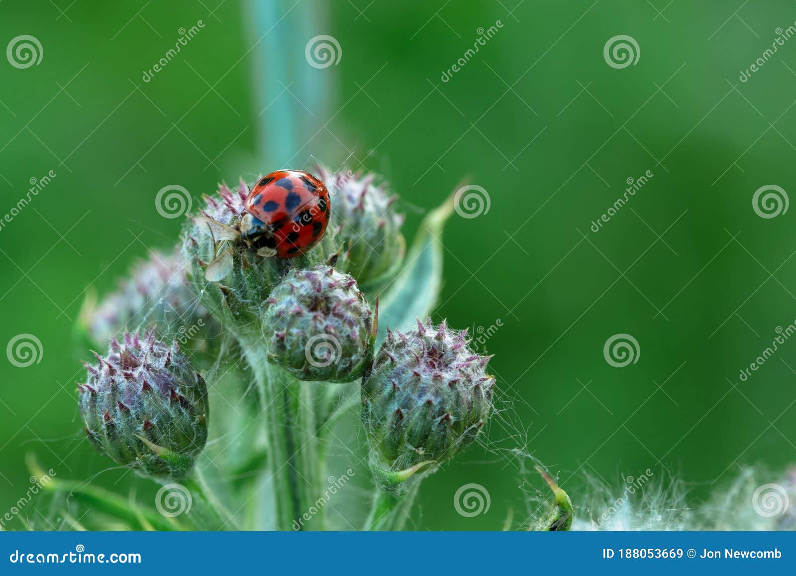 Lady bug on a plant. stock image. Image of close, green - 188053669