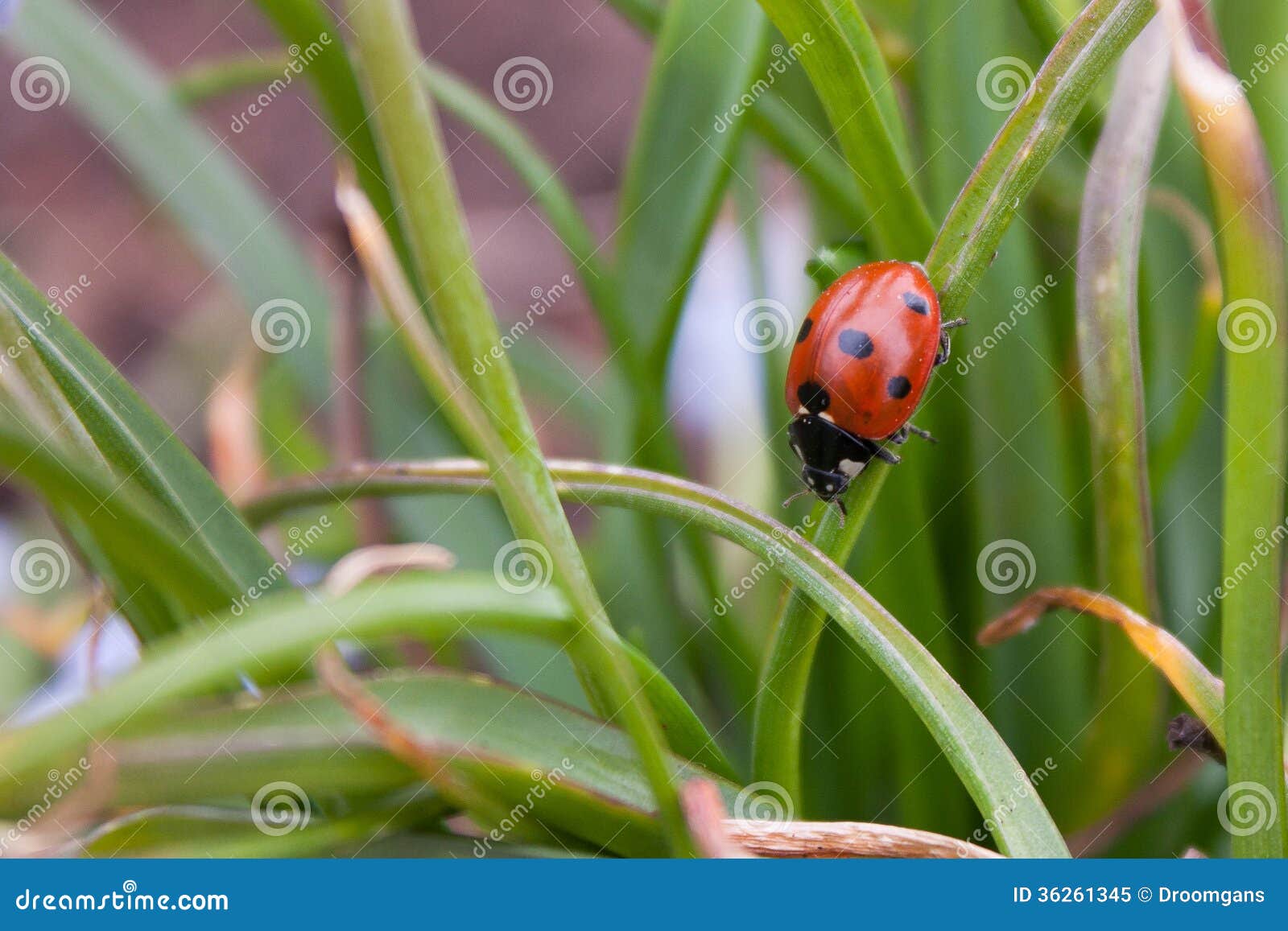 Lady Bug stock image. Image of black, sunny, beetle, herb - 36261345