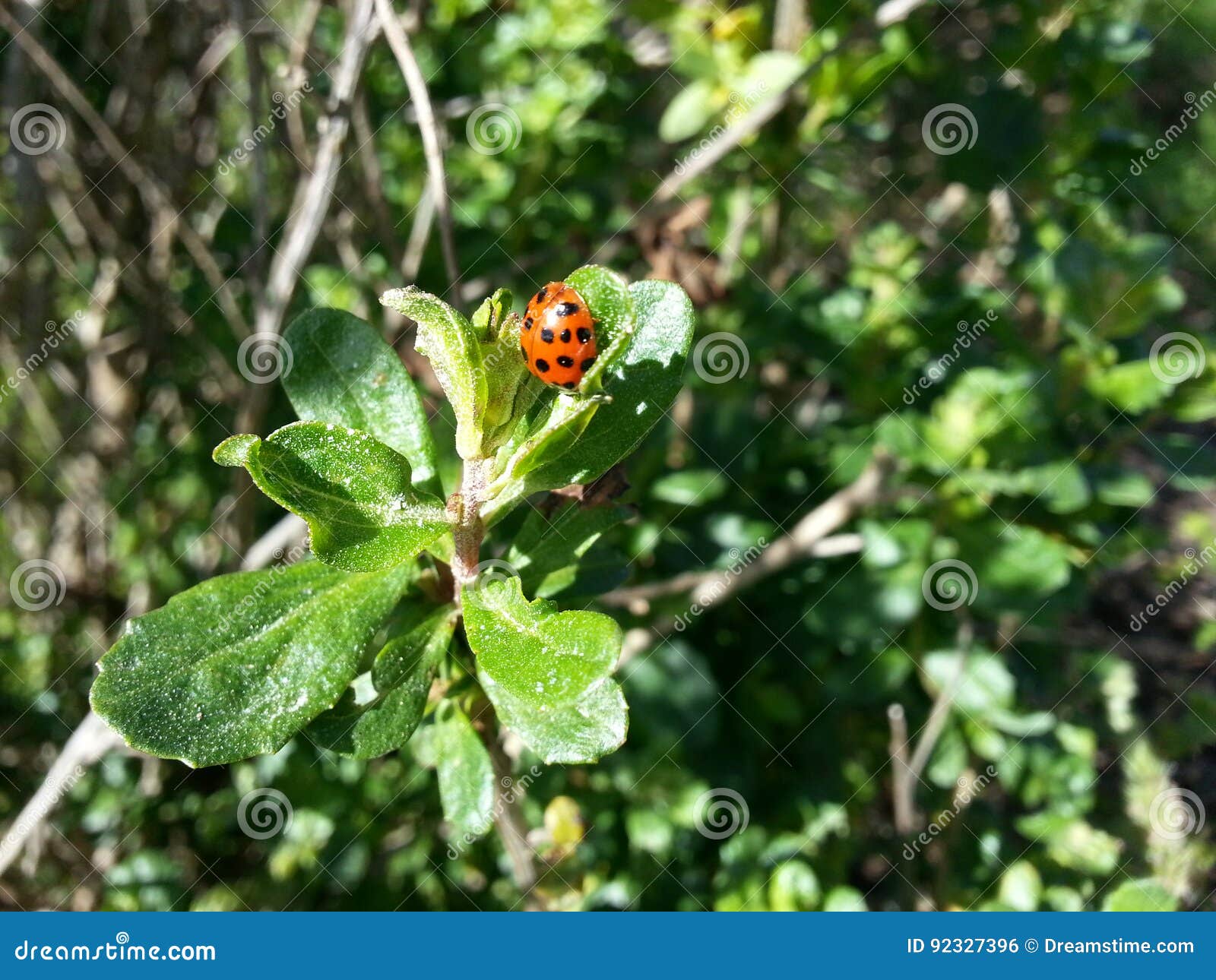 Lady Bug stock photo. Image of colorful, nature, summer - 92327396