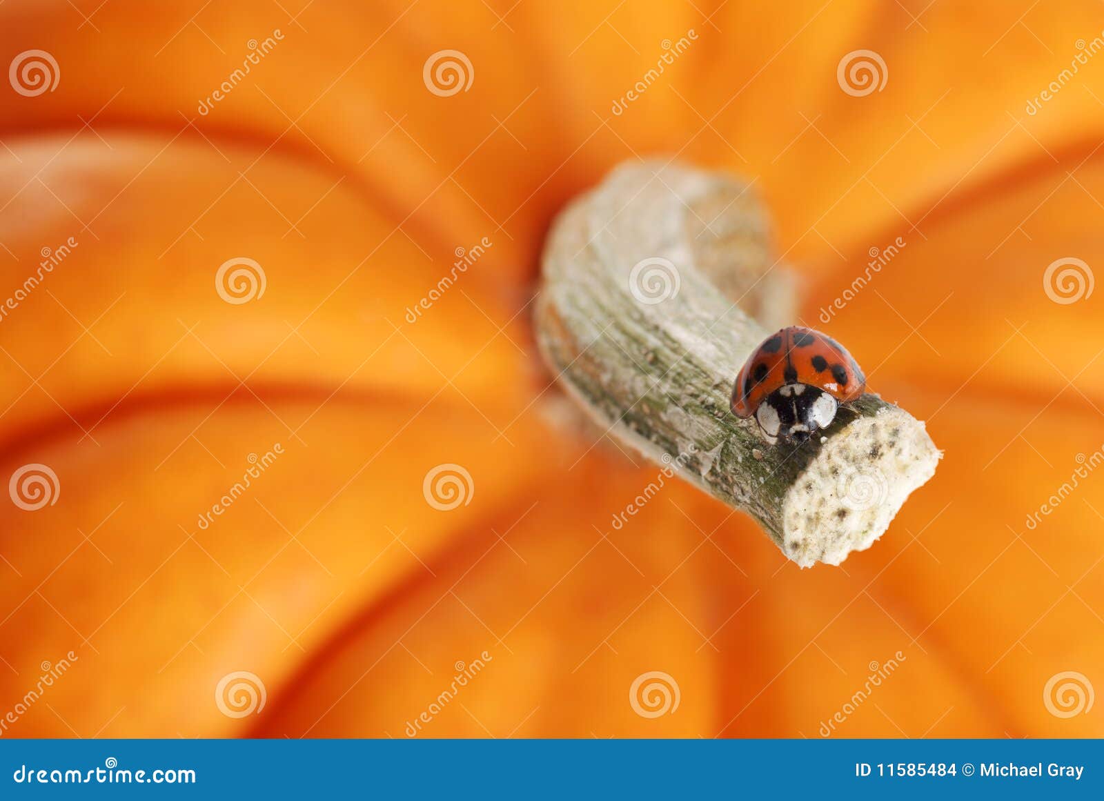 Lady bug on a pumpkin stem stock photo. Image of spots - 11585484