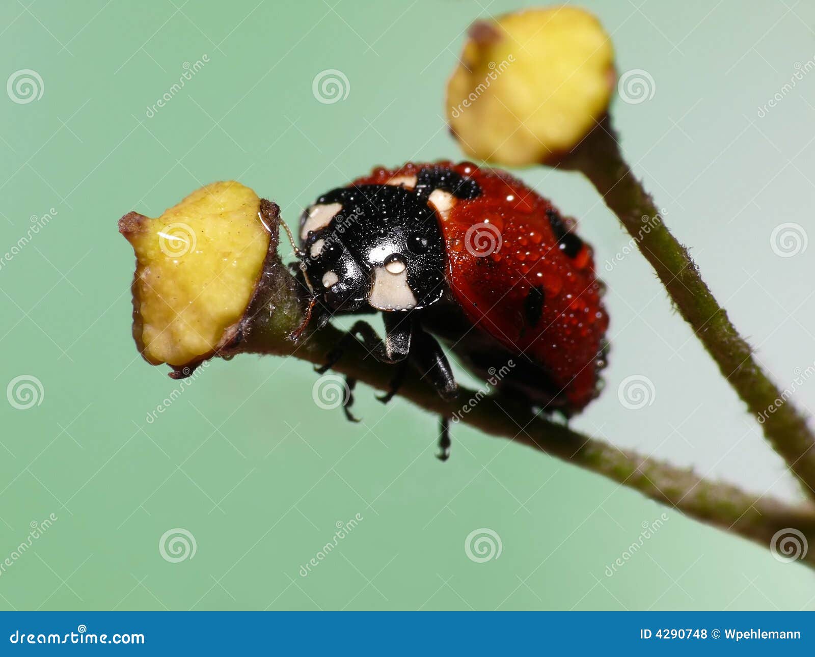 Lady Bug In Rain Picture. Image: 4290748