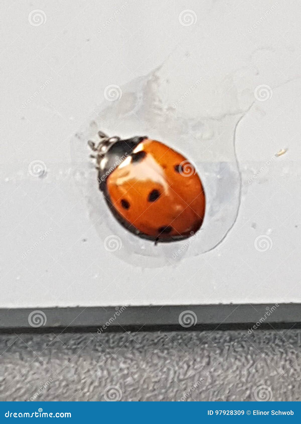 Lady bug in the rain stock image. Image of raindrop, insect - 97928309